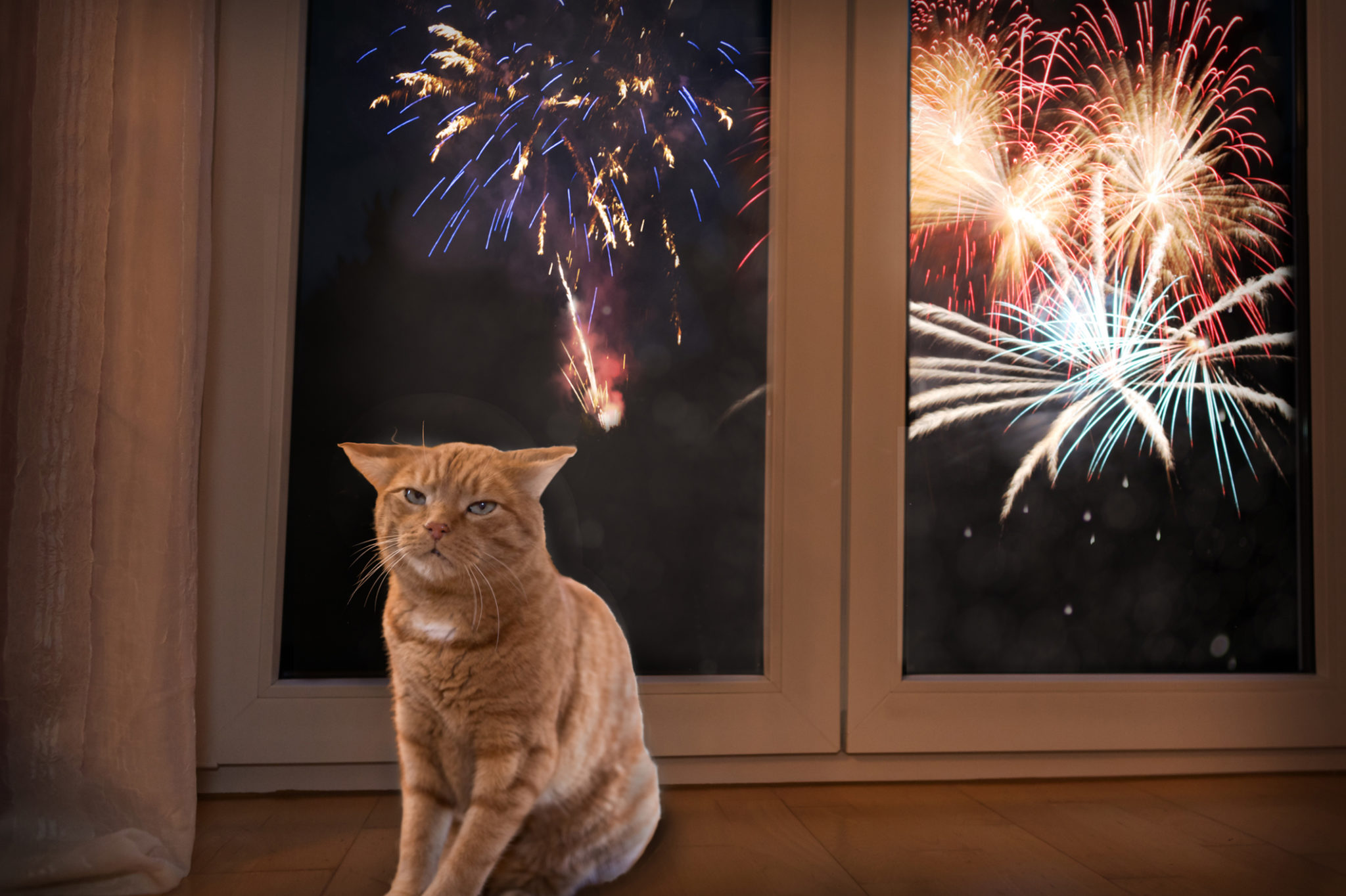 Protecting Your Cat From Fireworks | In-Home Pet Euthanasia - Heron's ...