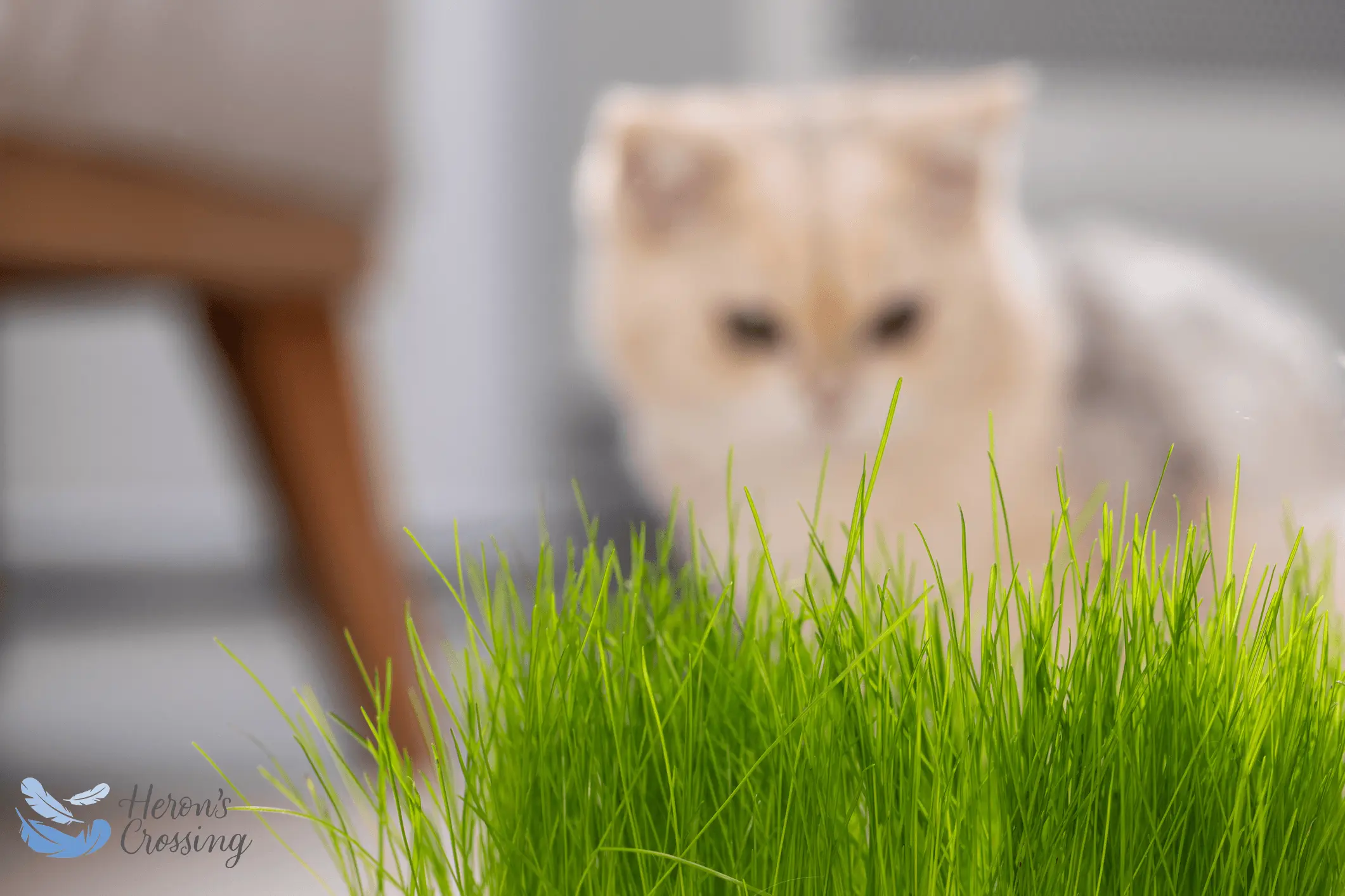 Cat Grass: Why They Crave It and How to Grow It | In-Home Pet ...