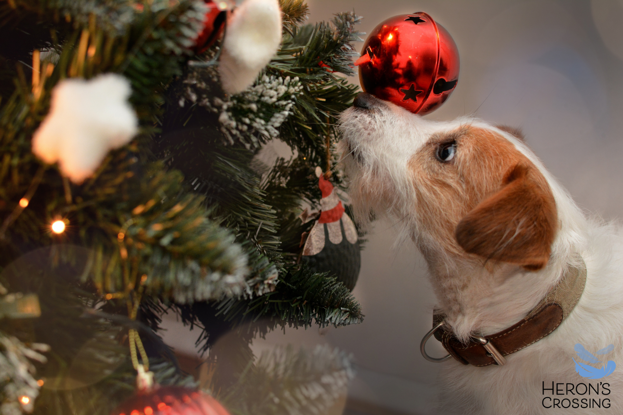 The Challenge of Dogs and Holiday Decorating | In-Home Pet Euthanasia ...