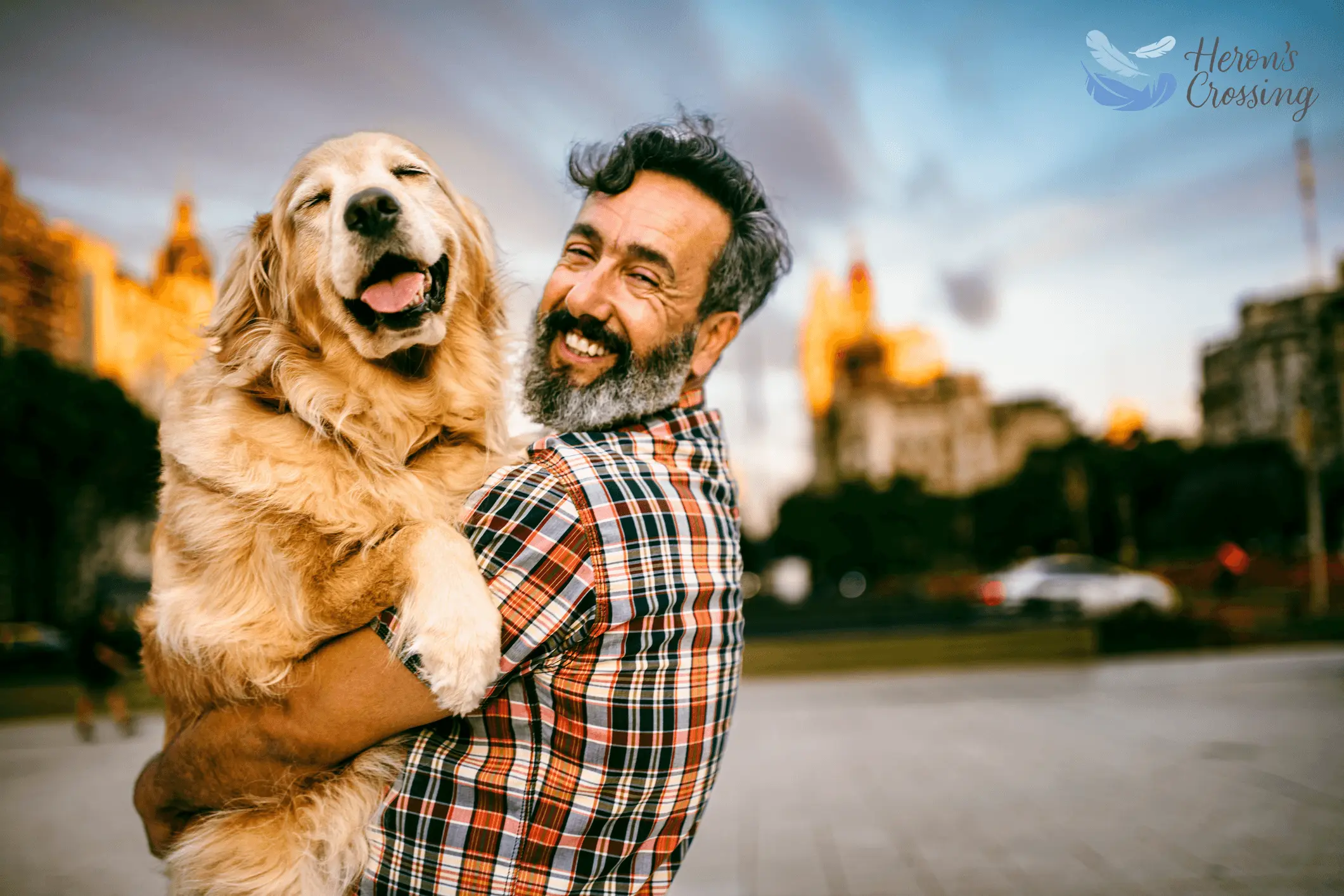 How to Safely Lift a Large Senior Dog: A Guide for Gentle Care | In ...